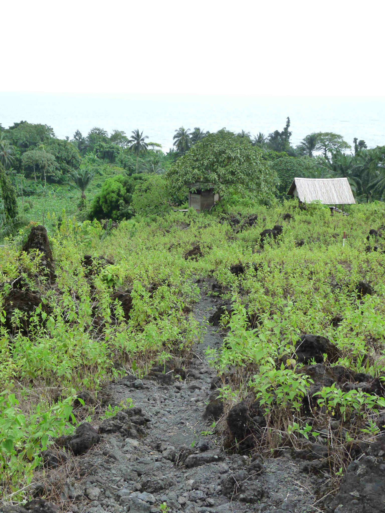 Visiter Limbé au Cameroun | Partir voir le monde