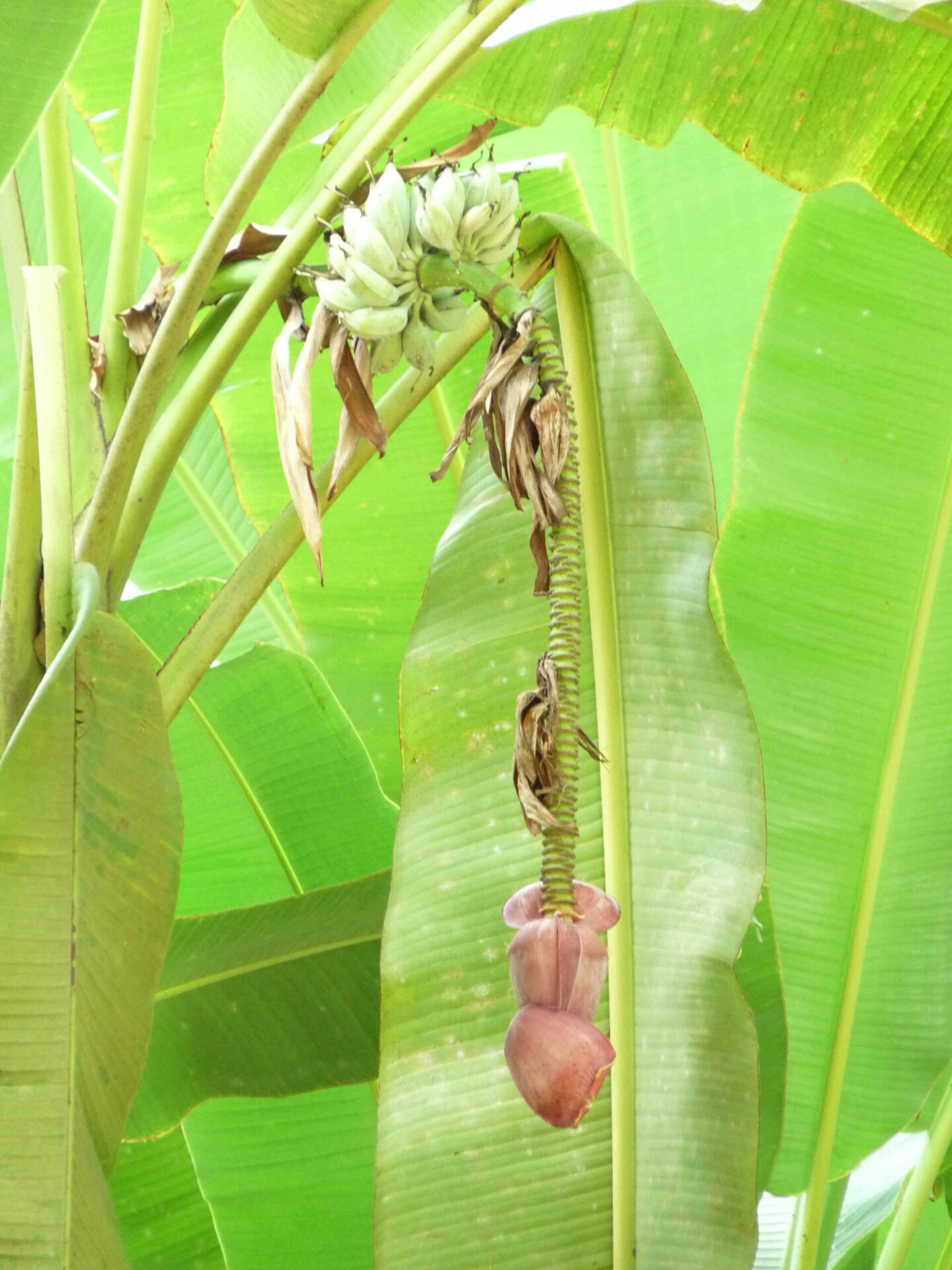 Visiter Limbé au Cameroun | Partir voir le monde