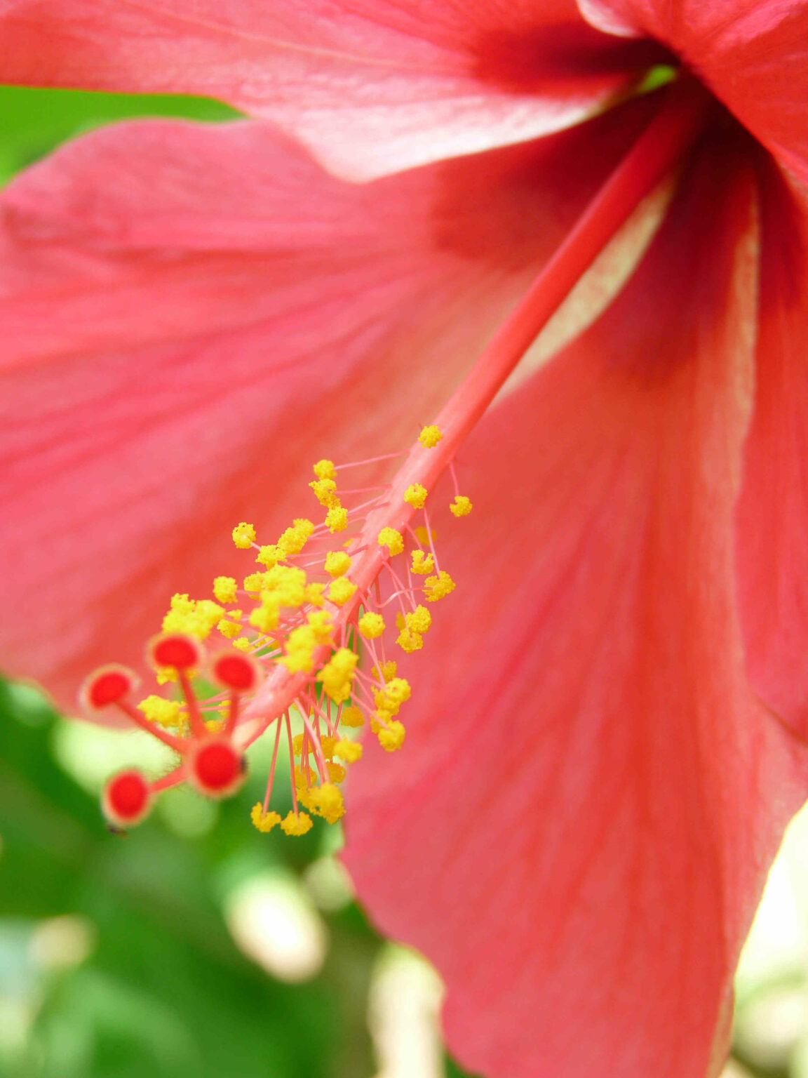 Visiter Limbé au Cameroun | Partir voir le monde