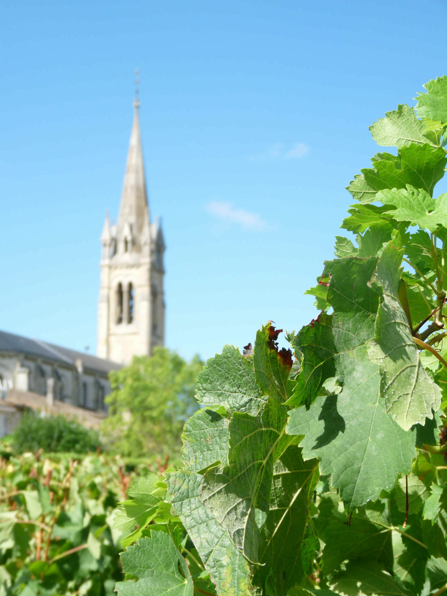 Visiter Libourne et le Libournais | Partir voir le monde