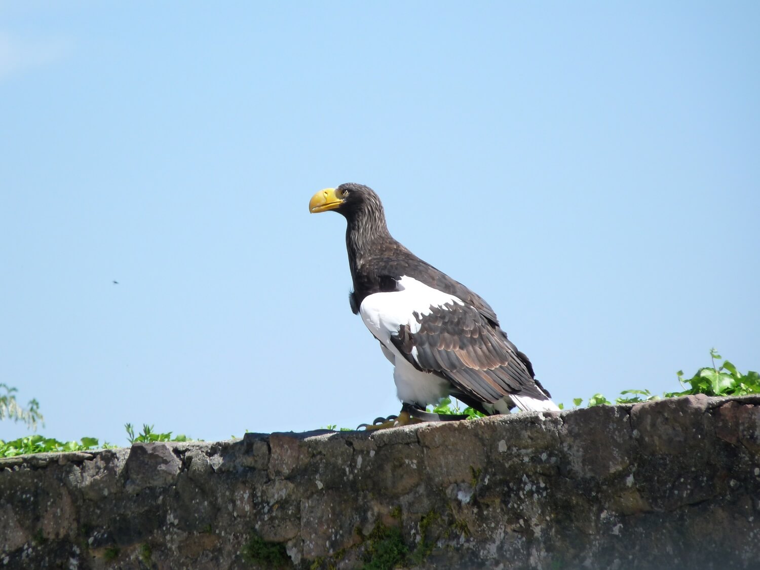 Visiter l'Alsace en une semaine - Itinéraire et incontournables