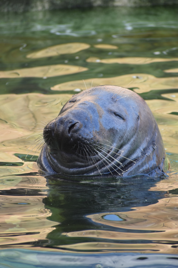 Que voir en Cornouailles : notre road-trip de 10 jours | Partir voir le ...