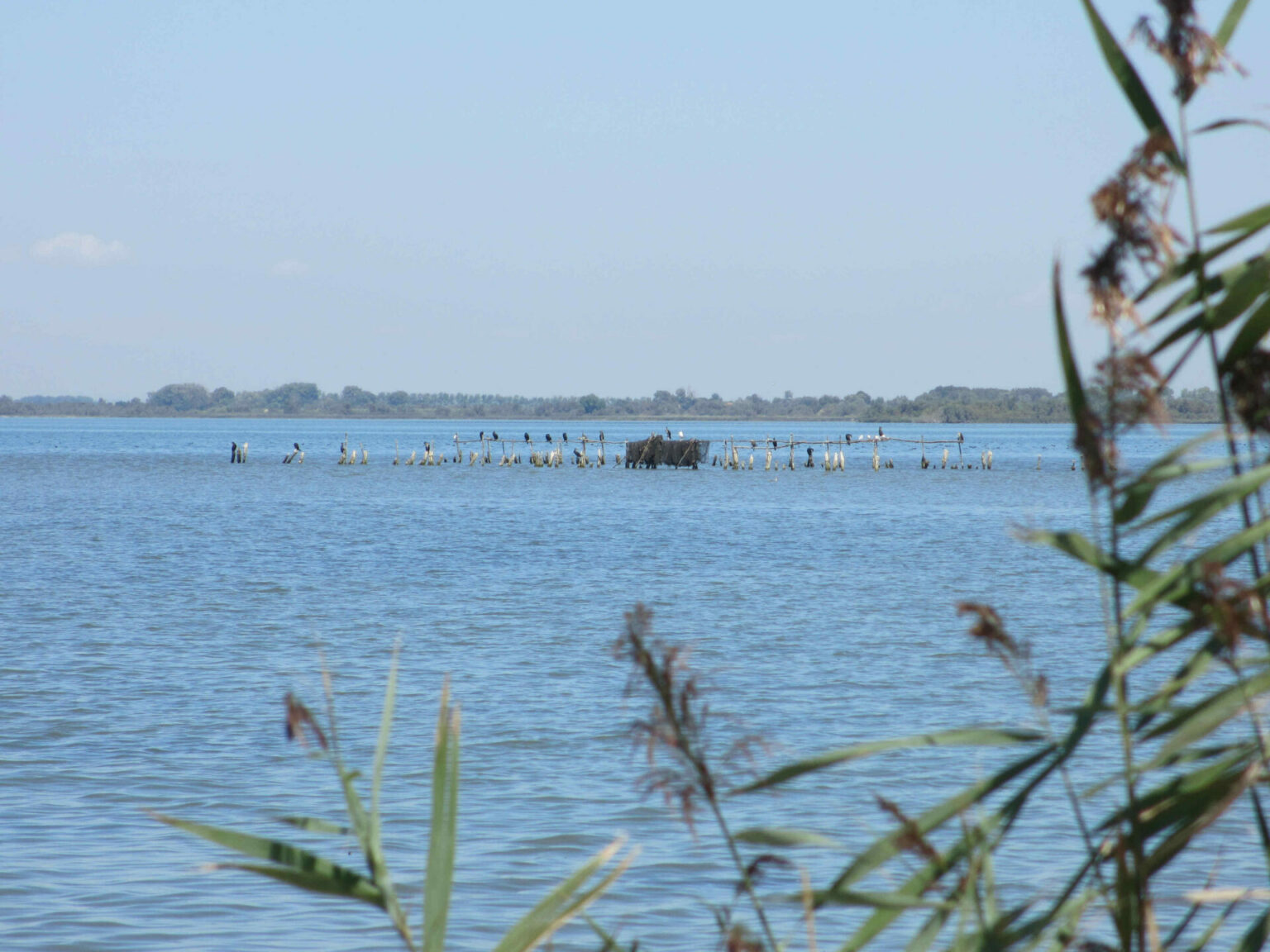 Une semaine en Camargue et aux alentours : que faire ? | Partir voir le ...